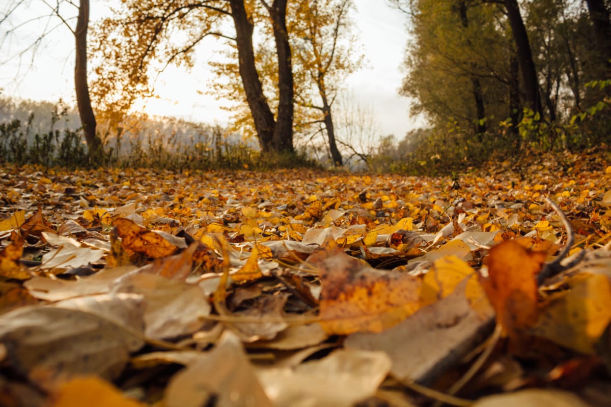 Autumn leaf challenge - Explore Fairfields and Whitehouse, Milton Keynes